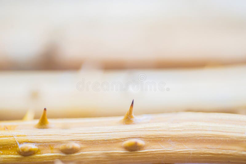 Tree Thorns are Sharp and Poisonous in Nature Stock Photo - Image of ...