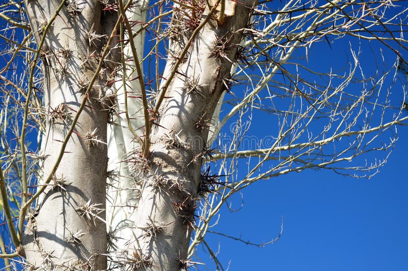 Tree with thorns stock image. Image of leaf, summer - 107931691