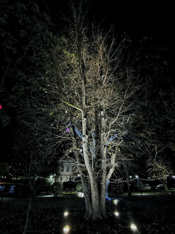 The tree of thoughts stock image. Image of branches - 195322431