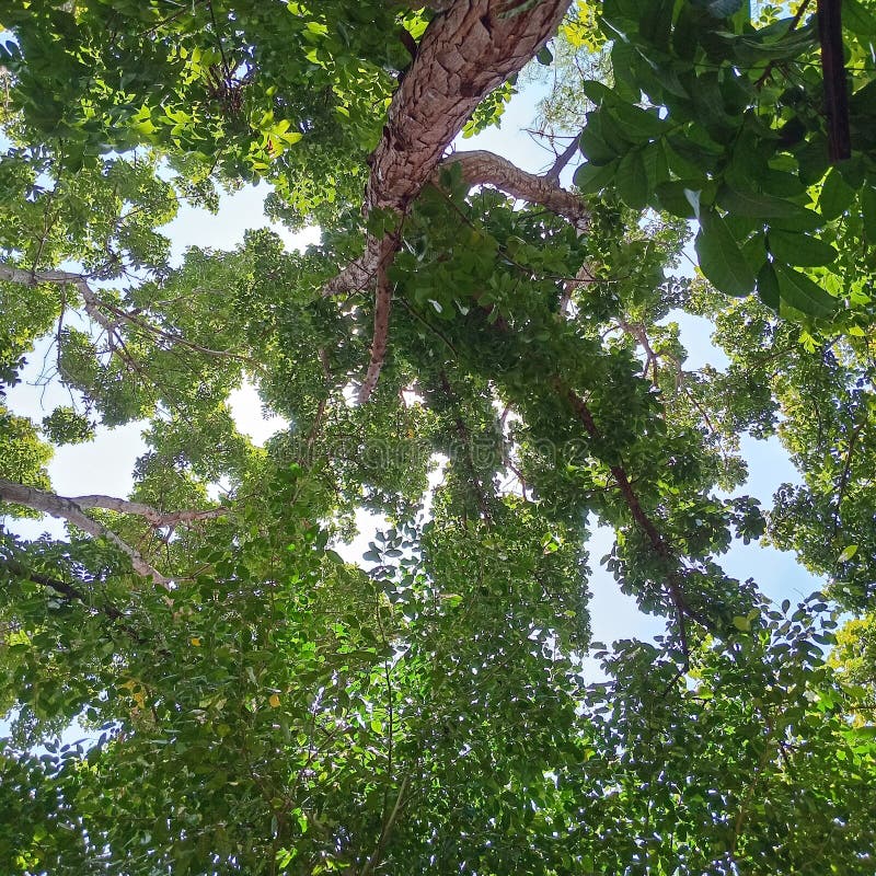 Tree of thousands stock image. Image of thousands, blue - 370322835