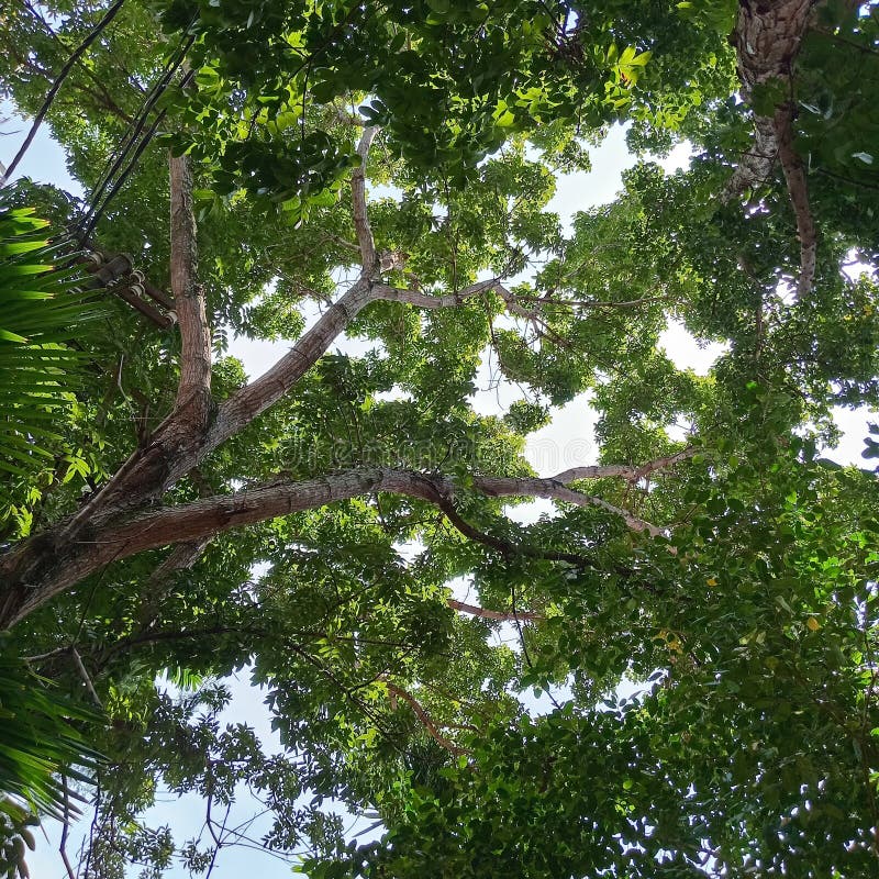 Tree of thousands stock photo. Image of leaf, blue, green - 370322866