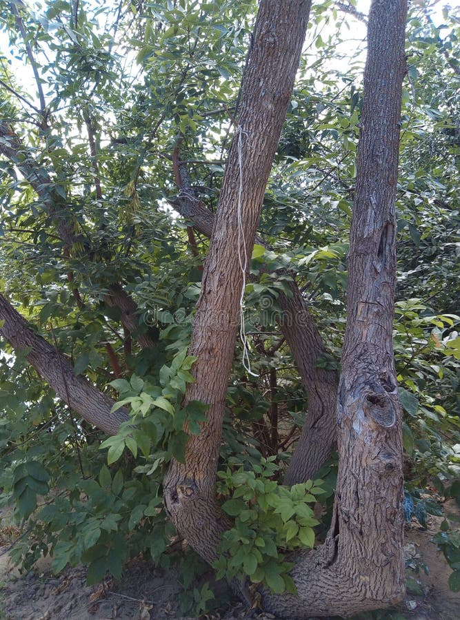Tree with Three Trunks in the Snow Stock Photo - Image of nature ...
