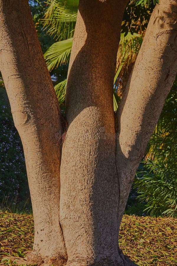 Tree with Three Trunks Beige Stock Photo - Image of angeles, decorative ...