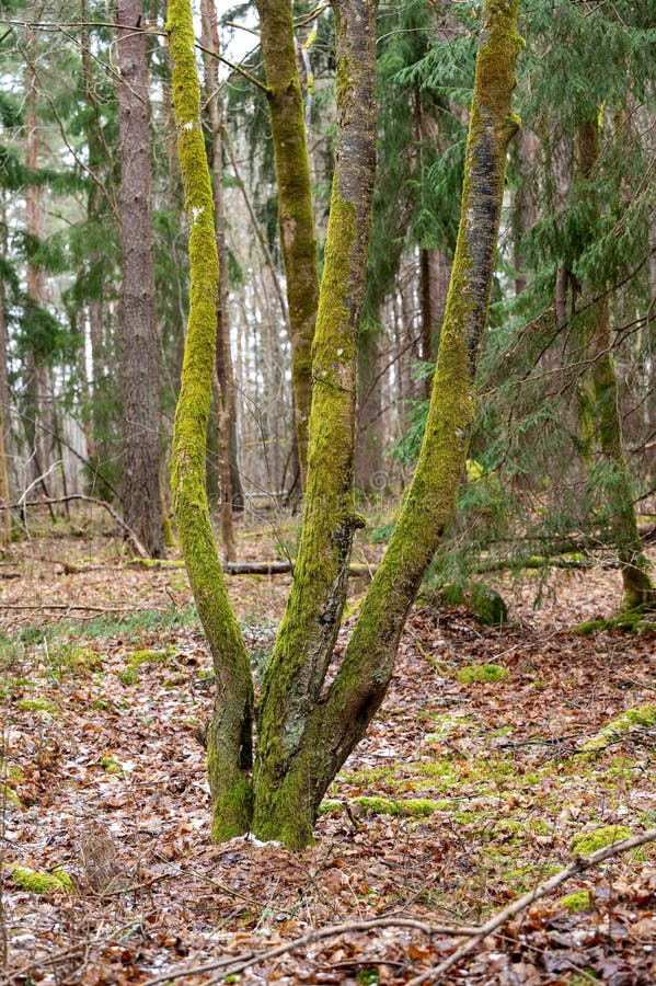 Tree with Three Trunks Covered in Moss Stock Photo - Image of trees ...