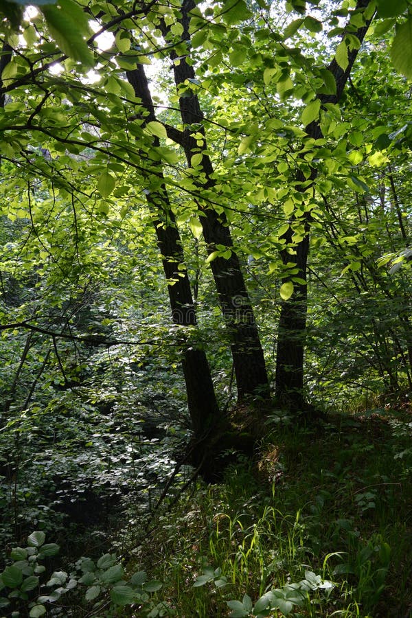 Three Trunks of Different Pine Trees with Close Up Texture of the First ...