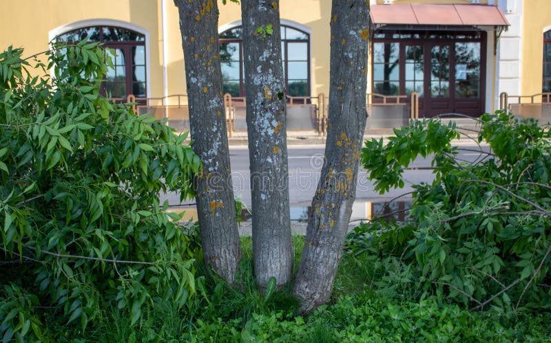 A Tree with Three Trunks, Growing on the Side of the Road in the City ...