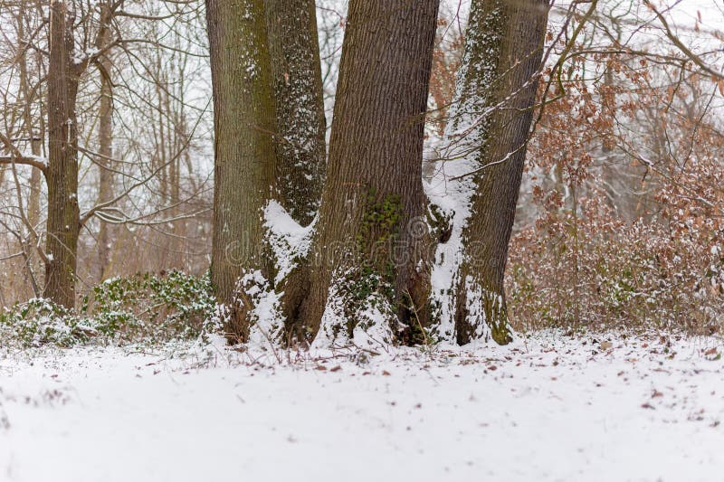 Tree with Three Trunks in the Snow Stock Photo - Image of nature ...