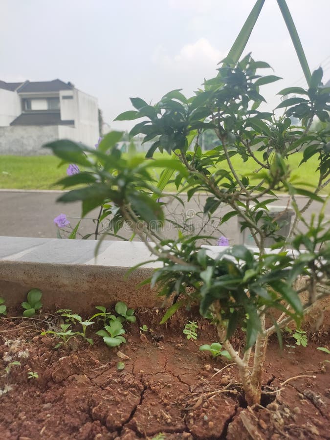 A Tree that Thrives Despite the Dry Season Stock Photo - Image of ...