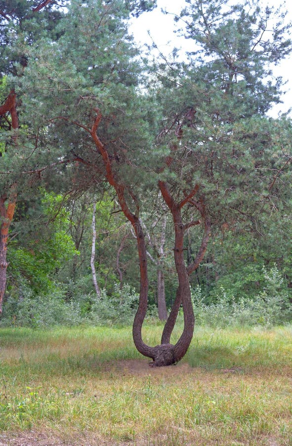 Tree is the Throne of the Forest King. Stock Photo - Image of throne ...