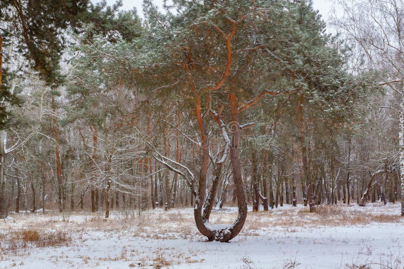 Tree is the Throne of the Forest King. Stock Photo - Image of branches ...