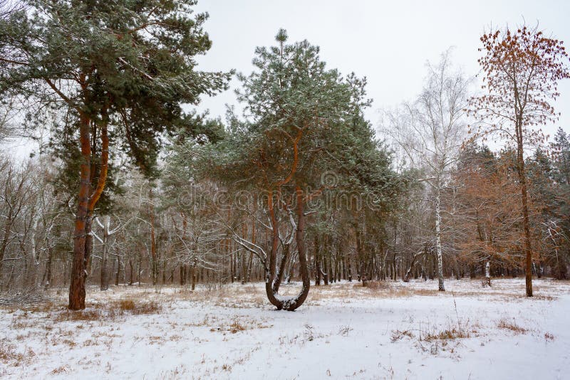 Tree is the Throne of the Forest King. Stock Photo - Image of chair ...