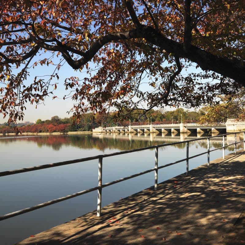 Tree by tidal basin stock photo. Image of bridge, square - 2046642