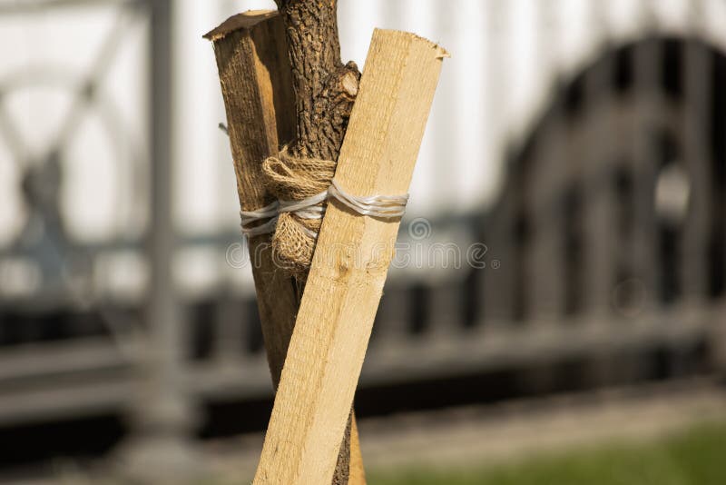 Tree Tied with Rope To Slats Stock Image - Image of tree, green: 153658175