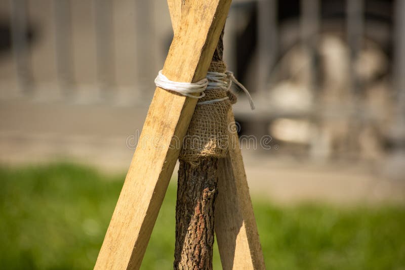 Tree Tied with Rope To Slats Stock Image - Image of tree, green: 153658175