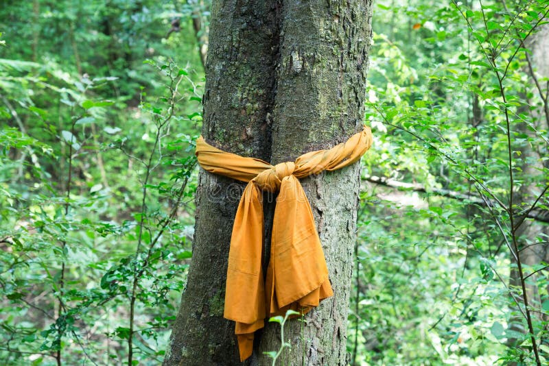 Tree Tied with Rope To Slats Stock Image - Image of tree, green: 153658175