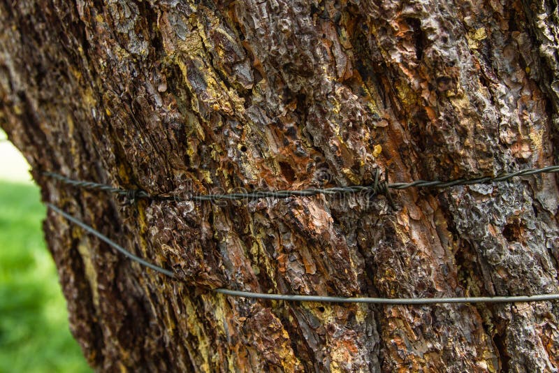 Tree tied wire stock image. Image of colours, green, entry - 55309479