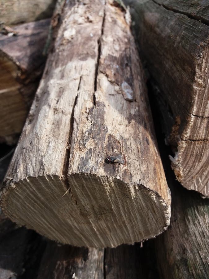 Tree stock image. Image of tree, balk, beam, timber, baulk - 94885095