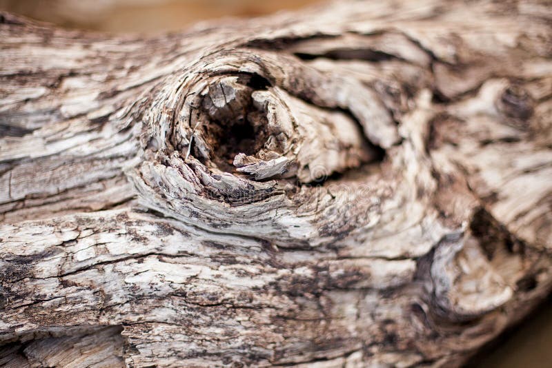 Tree Timber Texture stock image. Image of nature, wood - 84449357