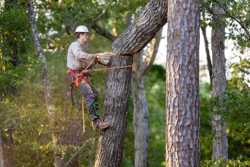 Tree Timmer Using Chainsaw To Cut Tree Down, while Wearing Safety Gear ...