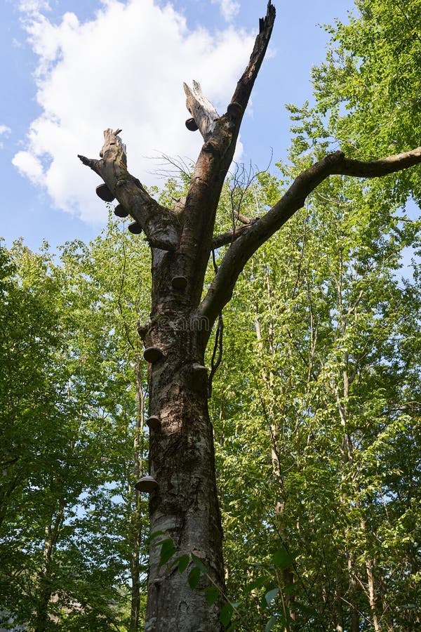 Tree with tinder on it stock image. Image of fungi, grass - 333805261