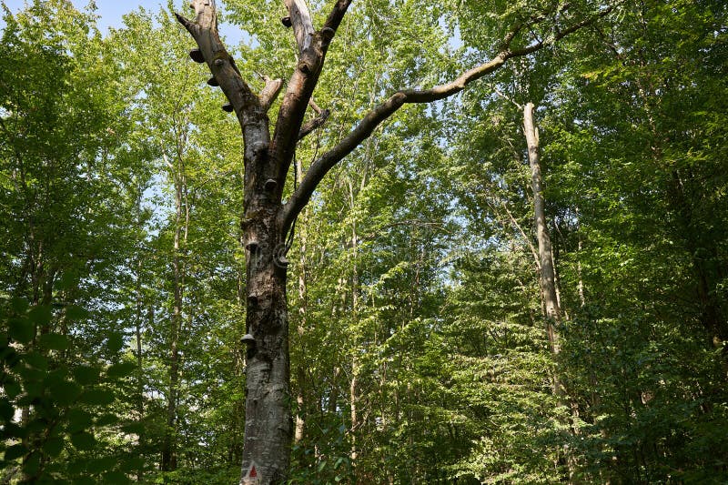 Tree with tinder on it stock photo. Image of mountain - 333805262