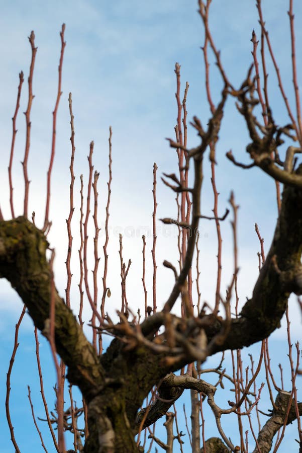 Tree to be pruned stock image. Image of nature, springtime - 85087799