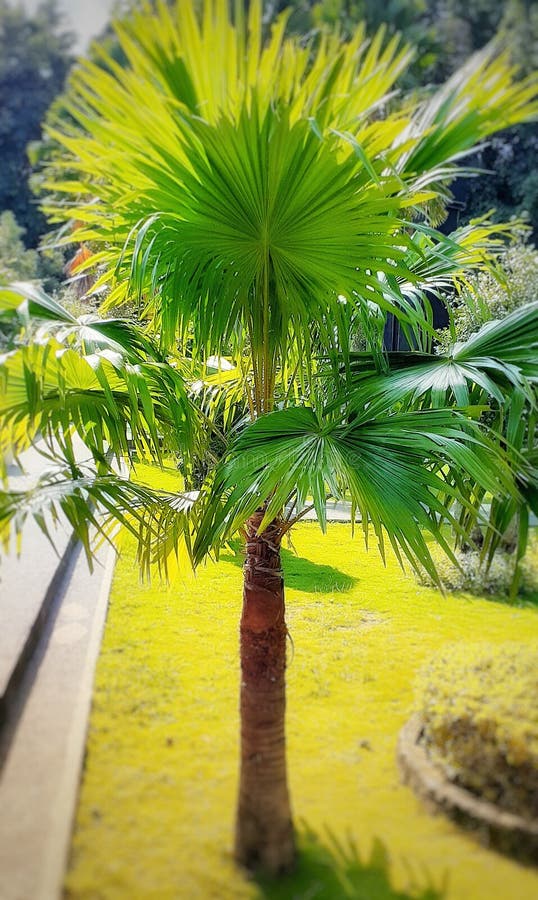 A Tree To Garnish a Home Yard or Playground Stock Image - Image of ...