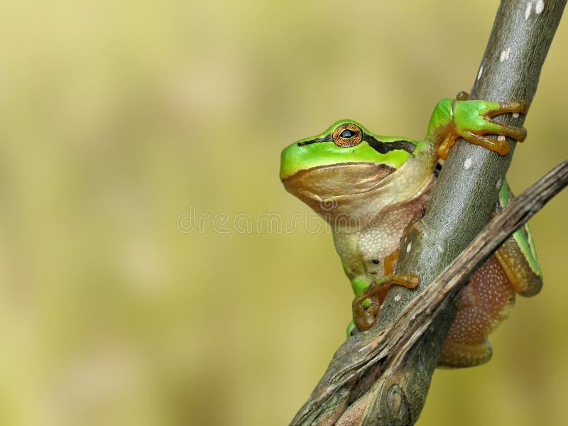 Tree Toad Picture. Image: 2313869