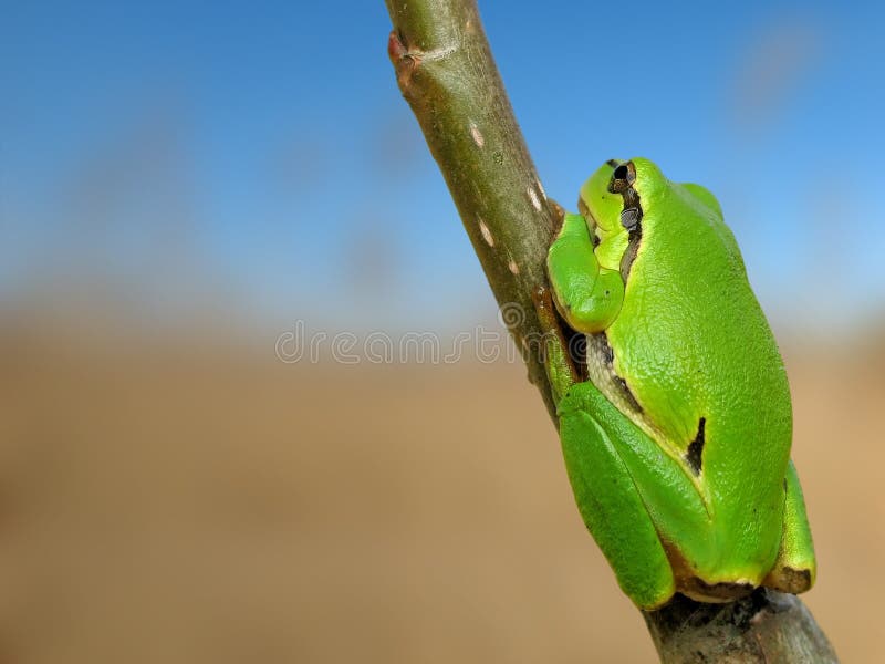 Tree toad stock photo. Image of wildlife, closeup, macro - 2313874