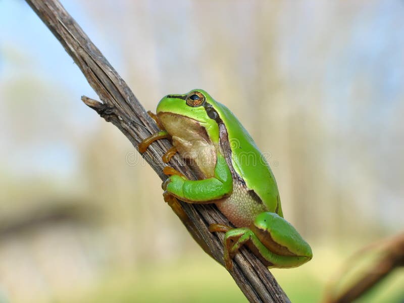 Tree toad frog stock photo. Image of amphibian, jumper - 3031690