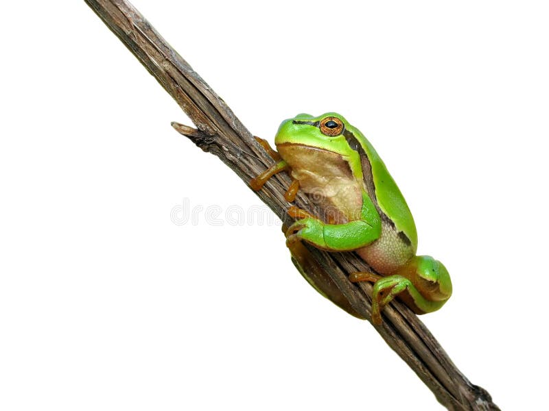 Tree toad stock image. Image of wildlife, close, batrachian - 2313877