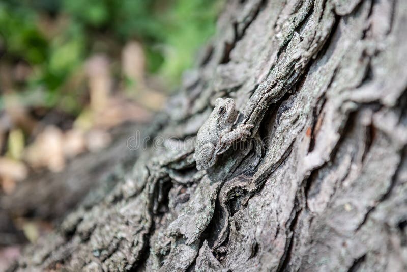 Tree Toad Camouflage stock photo. Image of trunk, macro - 143911596