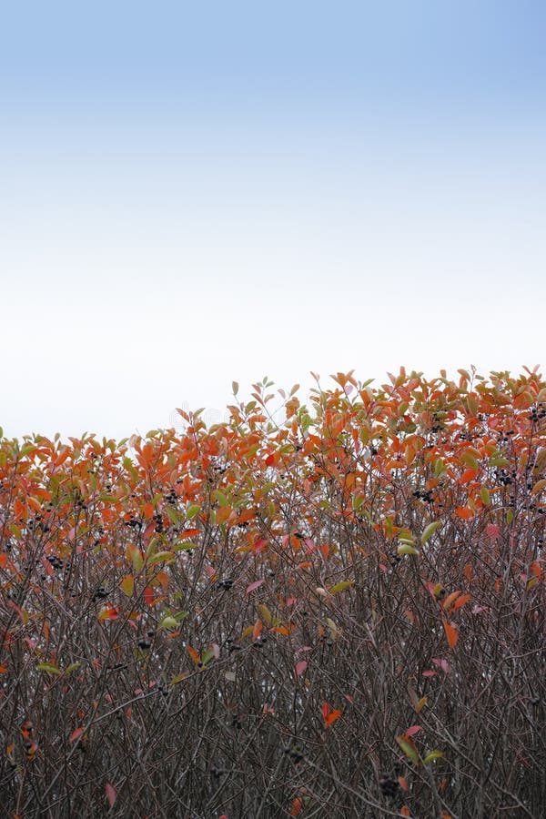 The Tree - Token of a Type. Tree - Universal Plant in All Types and ...