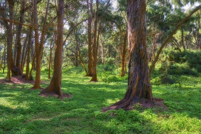 The Tree - Token of a Type. Tree - Universal Plant in All Types and ...