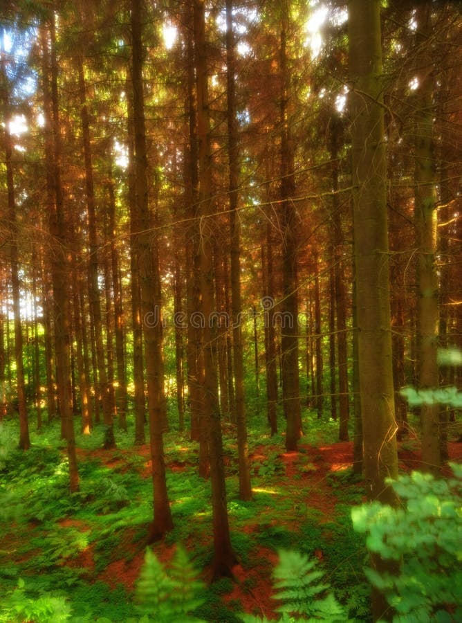 The Tree - Token of a Type. Tree - Universal Plant in All Types and ...