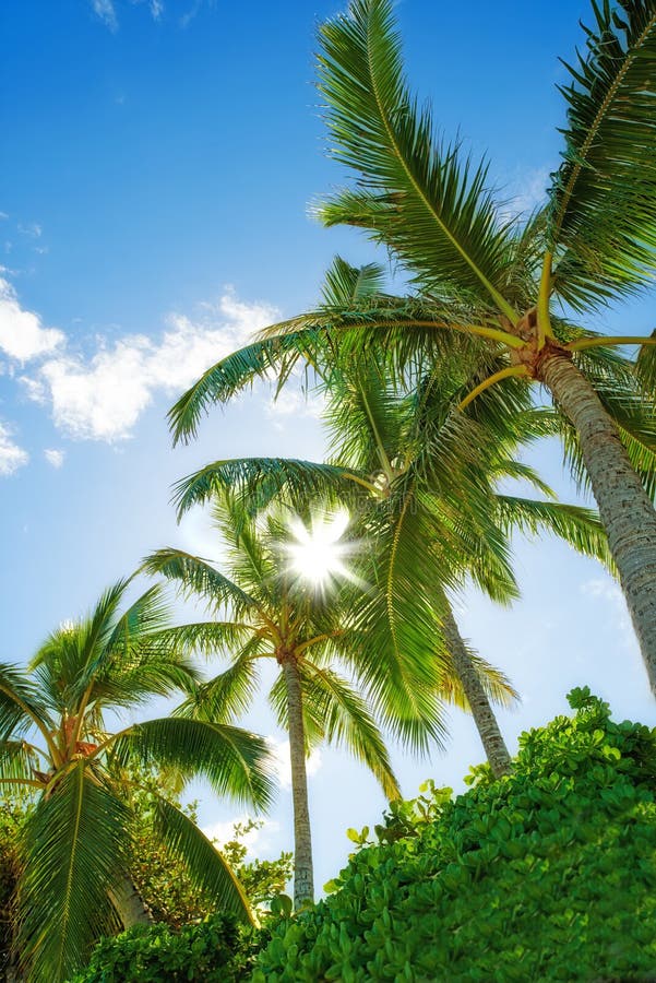 The Tree - Token of a Type. Tree - Universal Plant in All Types and ...