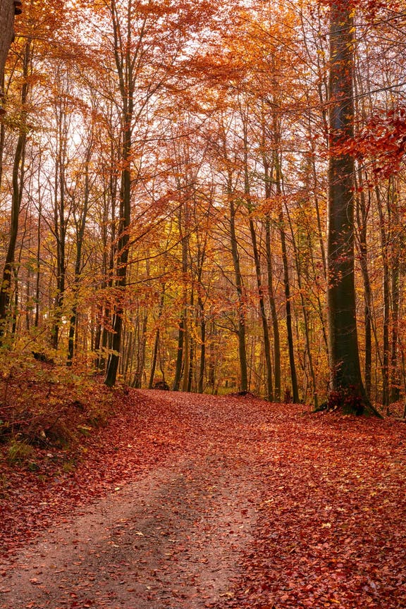 The Tree - Token of a Type. Tree - Universal Plant in All Types and ...