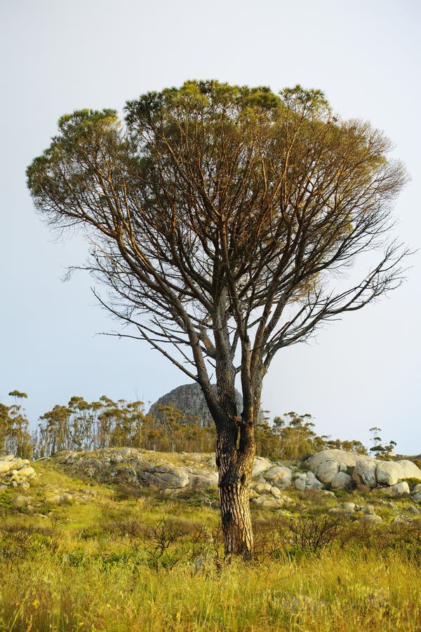 The Tree - Token of a Type. Tree - Universal Plant in All Types and ...