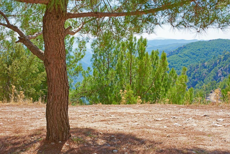 The Tree - Token of a Type. Tree - Universal Plant in All Types and ...