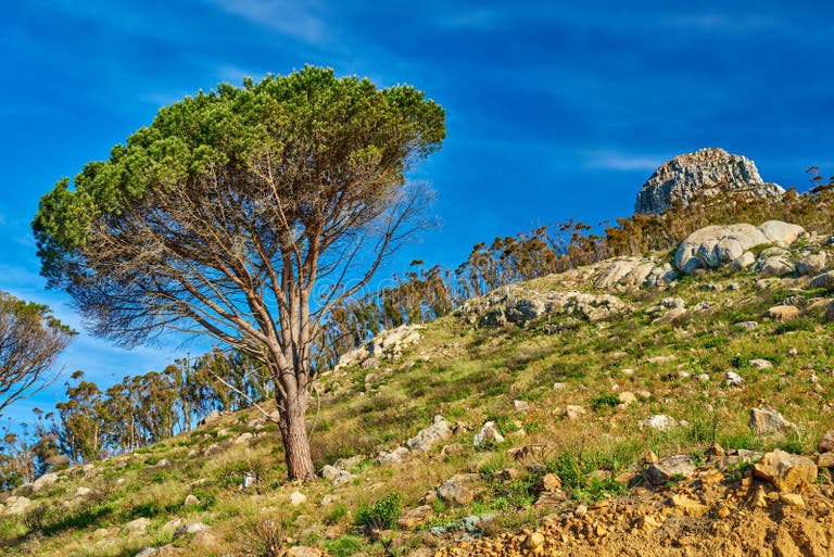 The Tree - Token of a Type. Tree - Universal Plant in All Types and ...