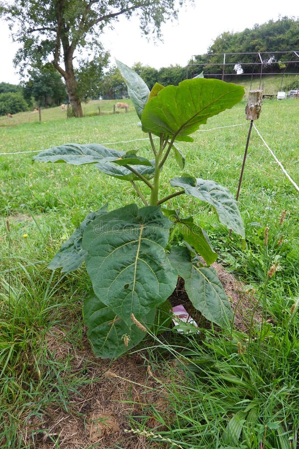 Tree Tomato Growing in the Garden Healthy. Young Tamarillo Developing ...