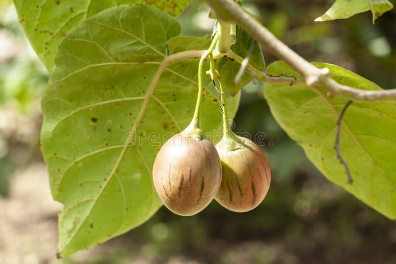 Tree Tomato Tamarillo Exotic Fruit - Solanum Betaceum Stock Image ...