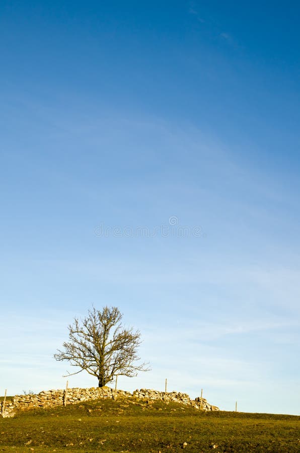 Tree on top stock photo. Image of alone, scenic, stone - 27811246