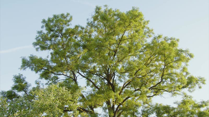 Tree Top of Acacia Tree in Summer Stock Footage - Video of beautiful ...