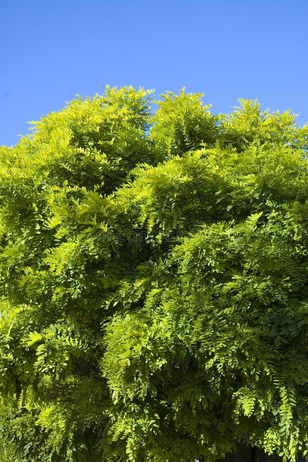 Tree top against blue sky stock photo. Image of spring - 3825318