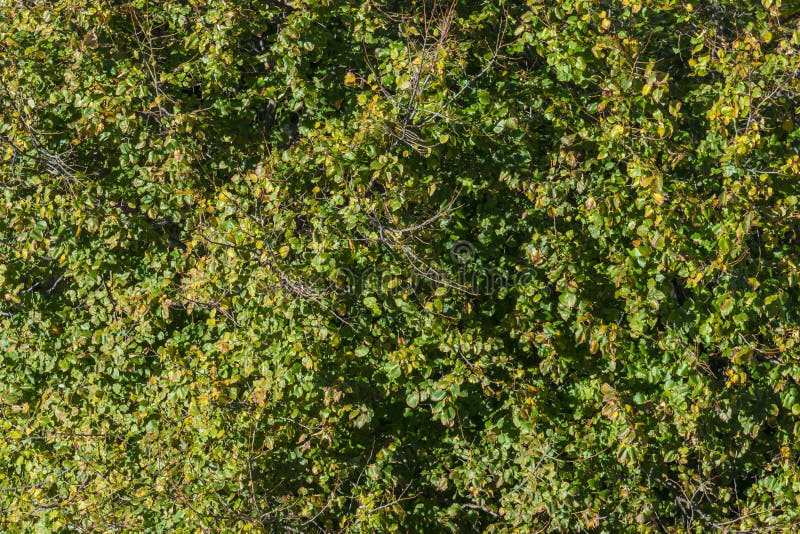 Tree Top in Autumn Background Texture Stock Image - Image of tree, bush ...