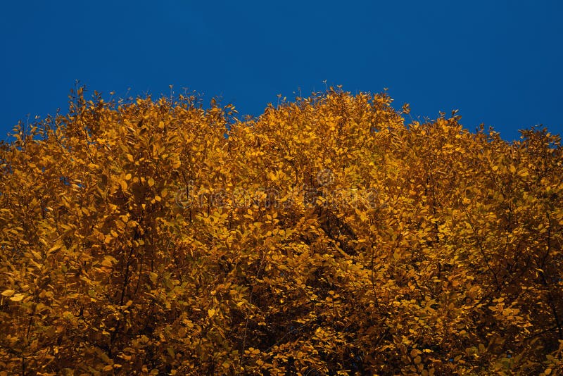 Tree Top of a Beech Tree during Autumn with Orange Colored Leaves on ...
