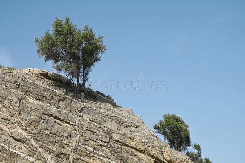 Tree on the Top of Big Rock Stock Image - Image of scenic, countryside ...