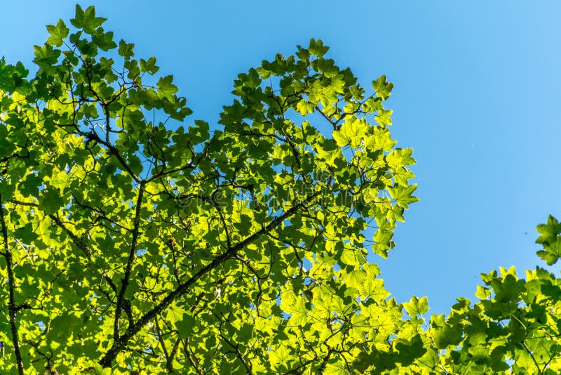 Broadleaf Tree Branch in Sunlight Stock Photo - Image of trees, leaf ...
