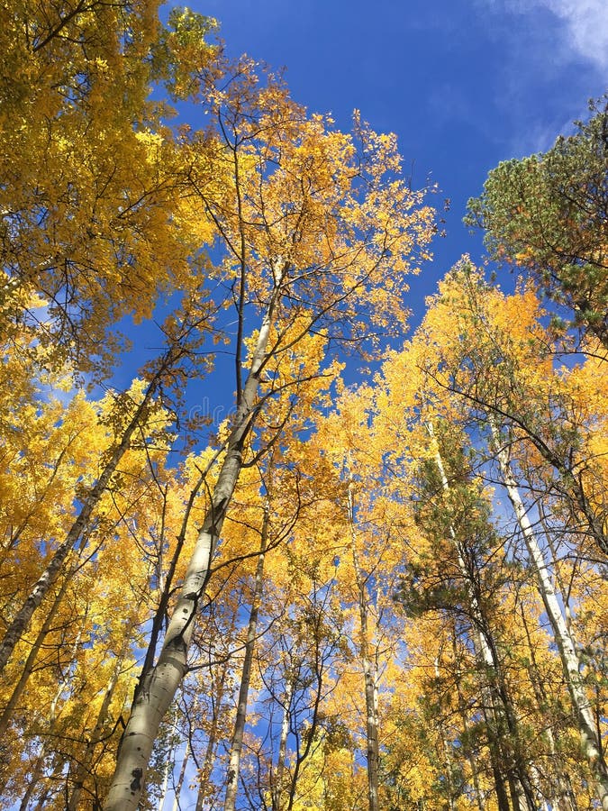 Tree Top Canopy of Golden Leaves in the Autumn Stock Image - Image of ...